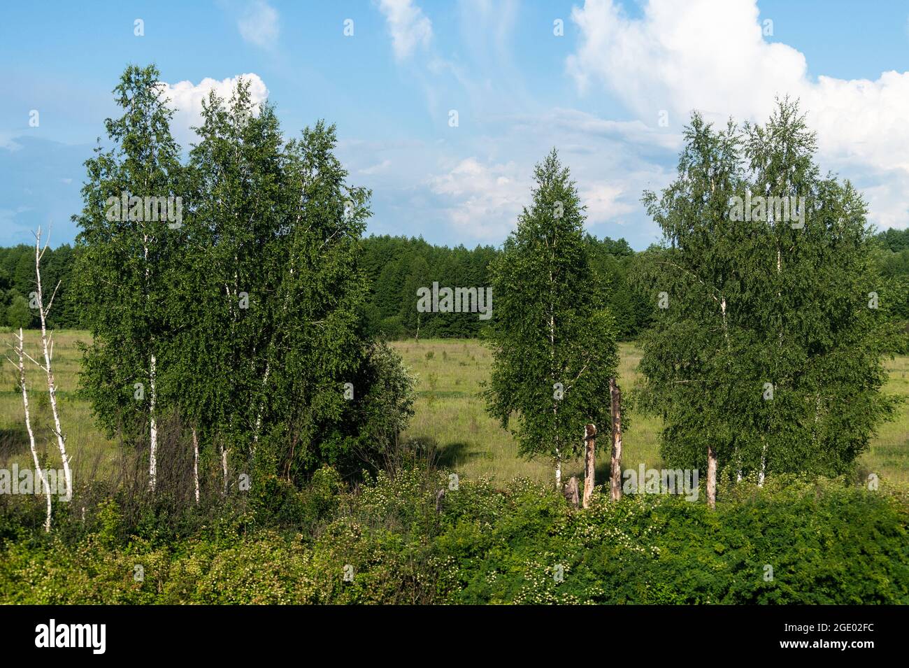 The Summer landscape with forest and field, nature of Russia Stock ...