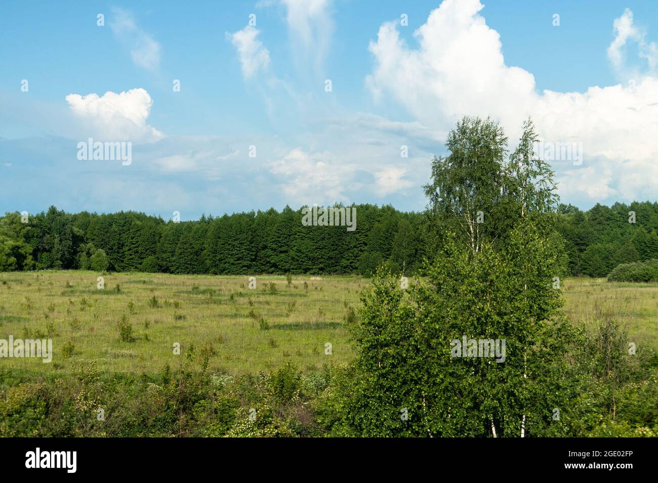 The Summer landscape with forest and field, nature of Russia Stock ...