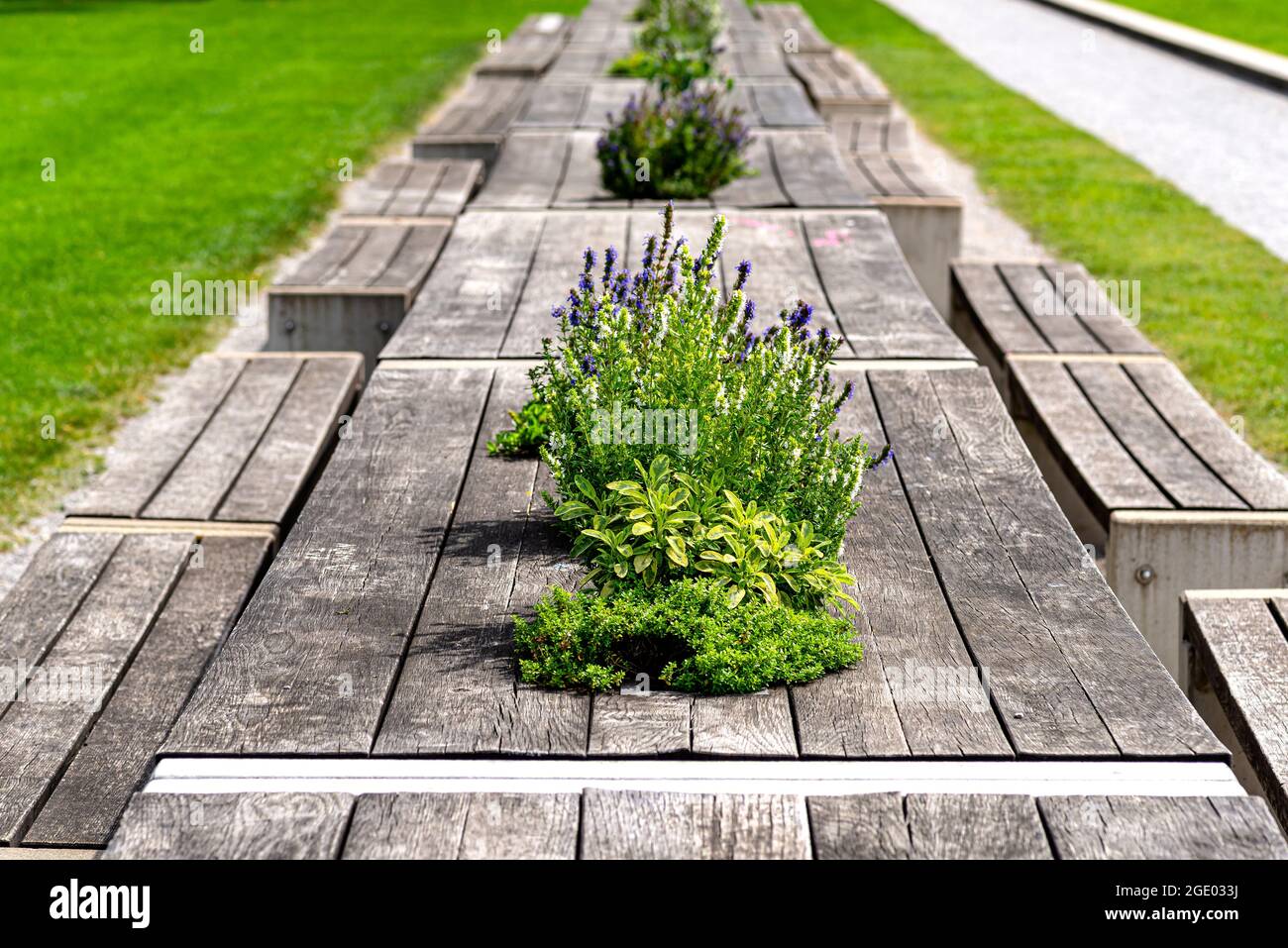 Benches and tables with flowers arranged in a row in the park, in the ...