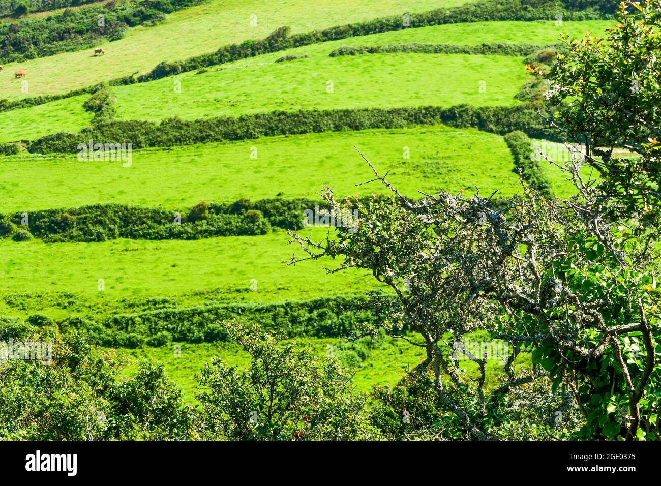 Bocage, typical Normandy countryscape, La Hague, Manche department ...