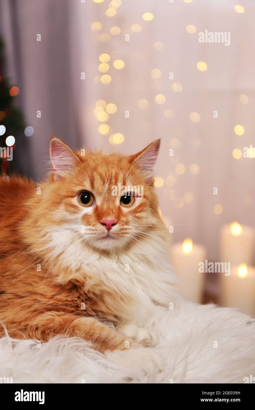 Lovable red cat on lights background Stock Photo - Alamy