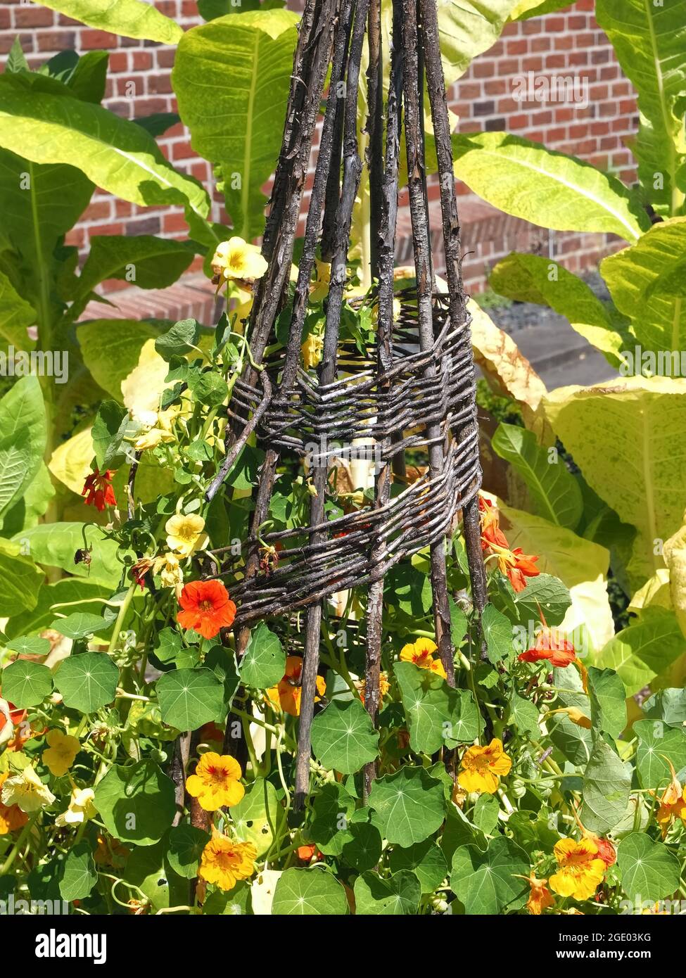 Climbing nasturtium hi-res stock photography and images - Alamy