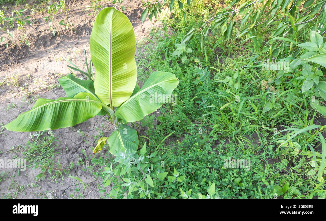 Young banana tree growing vigorously in the garden Stock Photo - Alamy