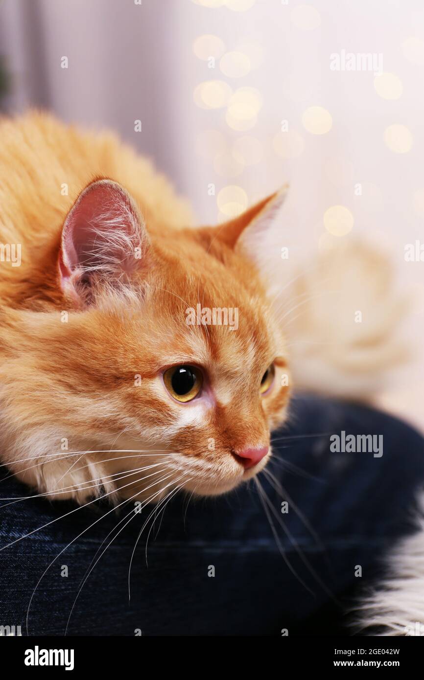 Lovable red cat on lights background Stock Photo - Alamy