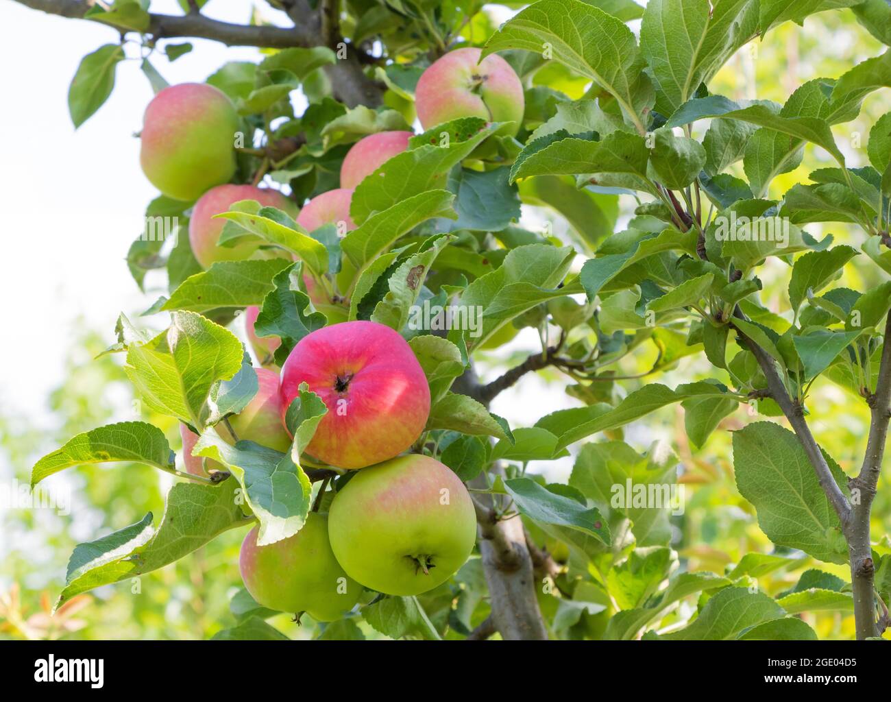 Beautiful apple tree with fruits - they start to ripen Stock Photo - Alamy