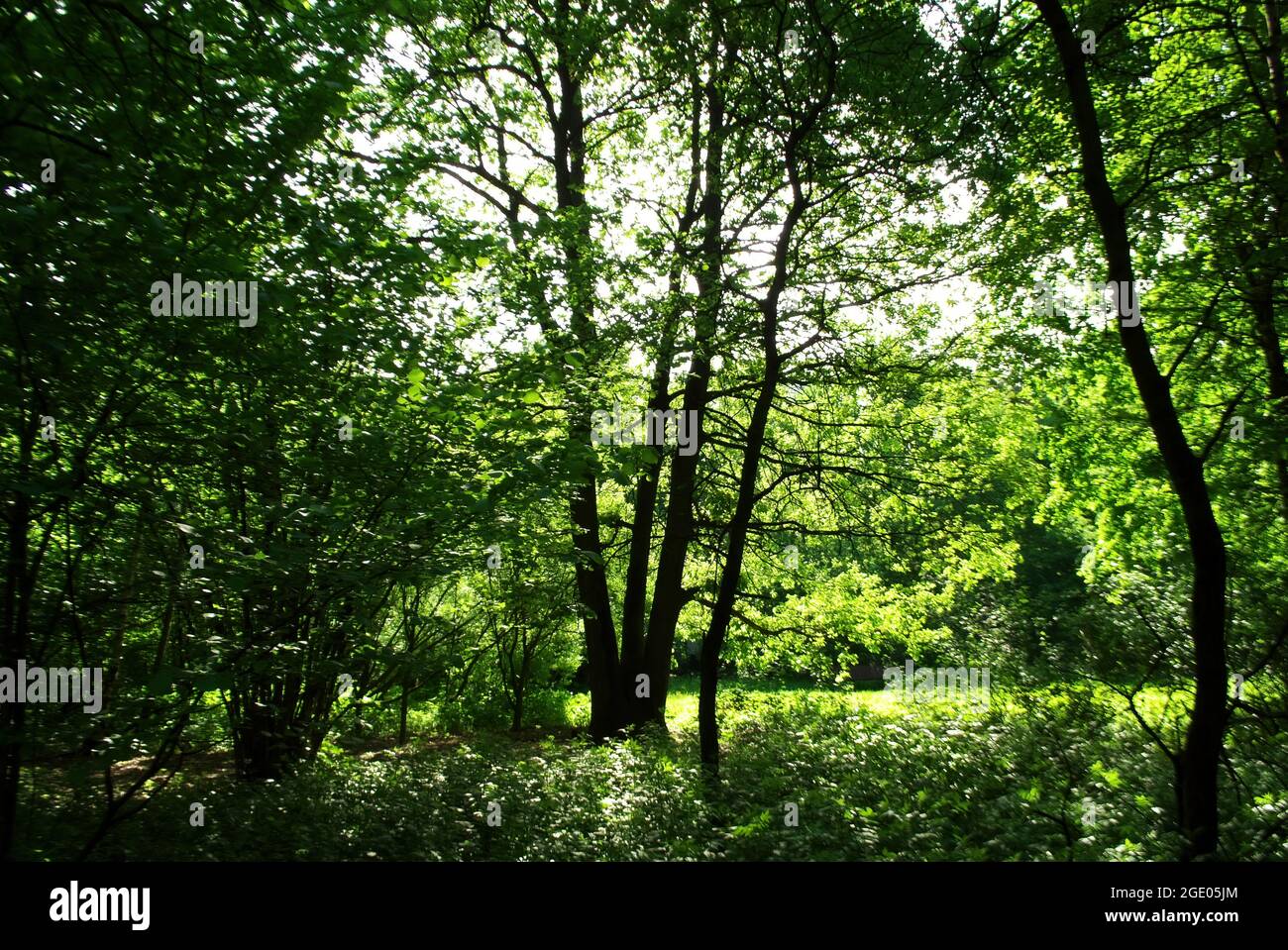 Shade from trees hi-res stock photography and images - Alamy