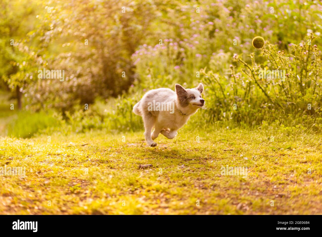 funny puppy dog runing and playing happy meme. Border collie holiday ...