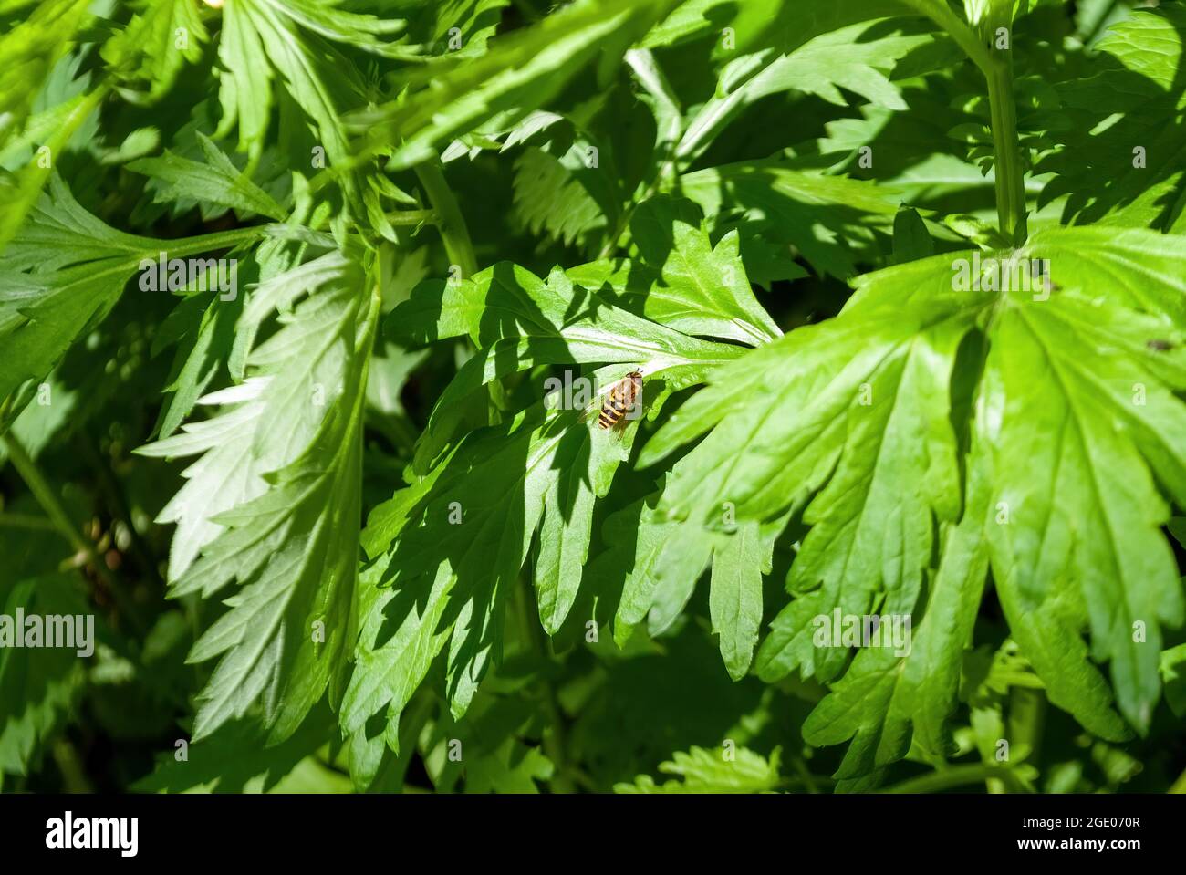 Striped fly hi-res stock photography and images - Alamy