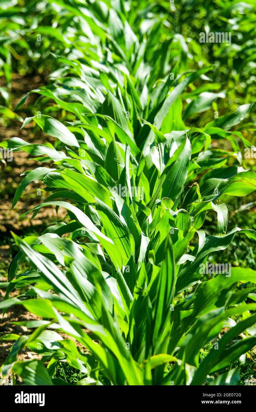 Corn field, La Hague, Manche department, Cotentin, Normandy Region ...