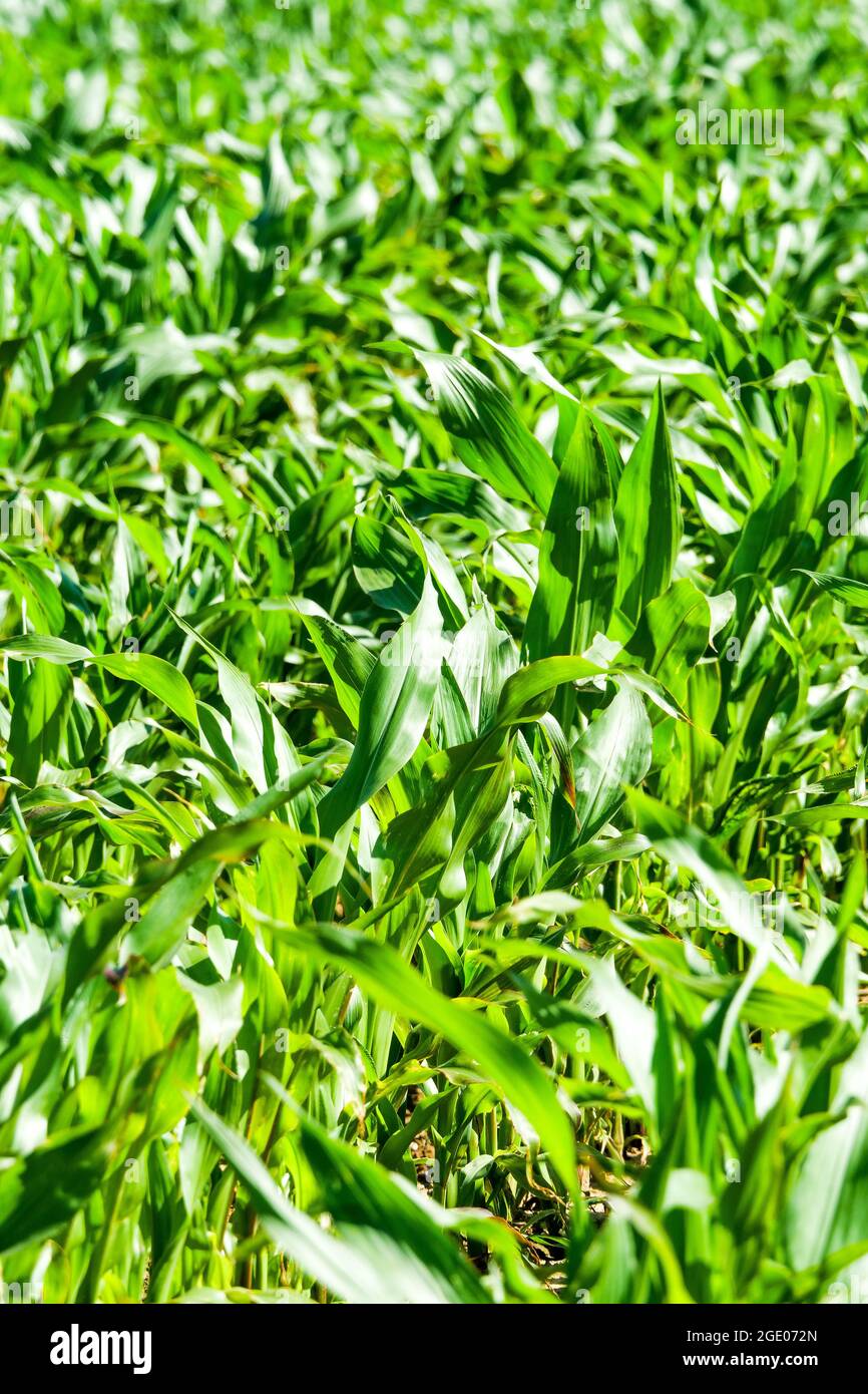 Corn field, La Hague, Manche department, Cotentin, Normandy Region ...