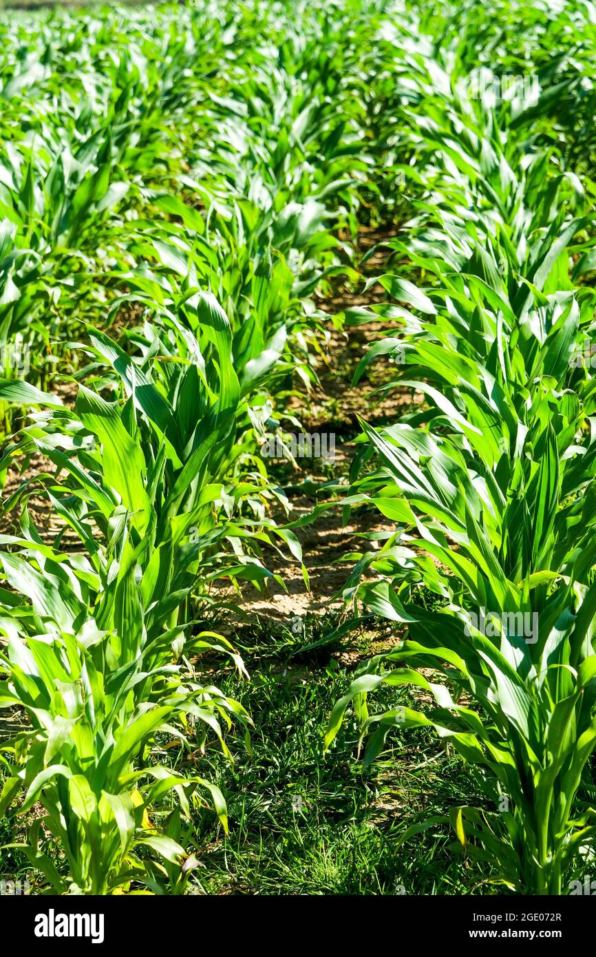 Corn field, La Hague, Manche department, Cotentin, Normandy Region ...