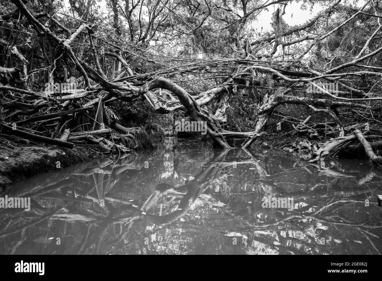Tree water Black and White Stock Photos & Images - Alamy