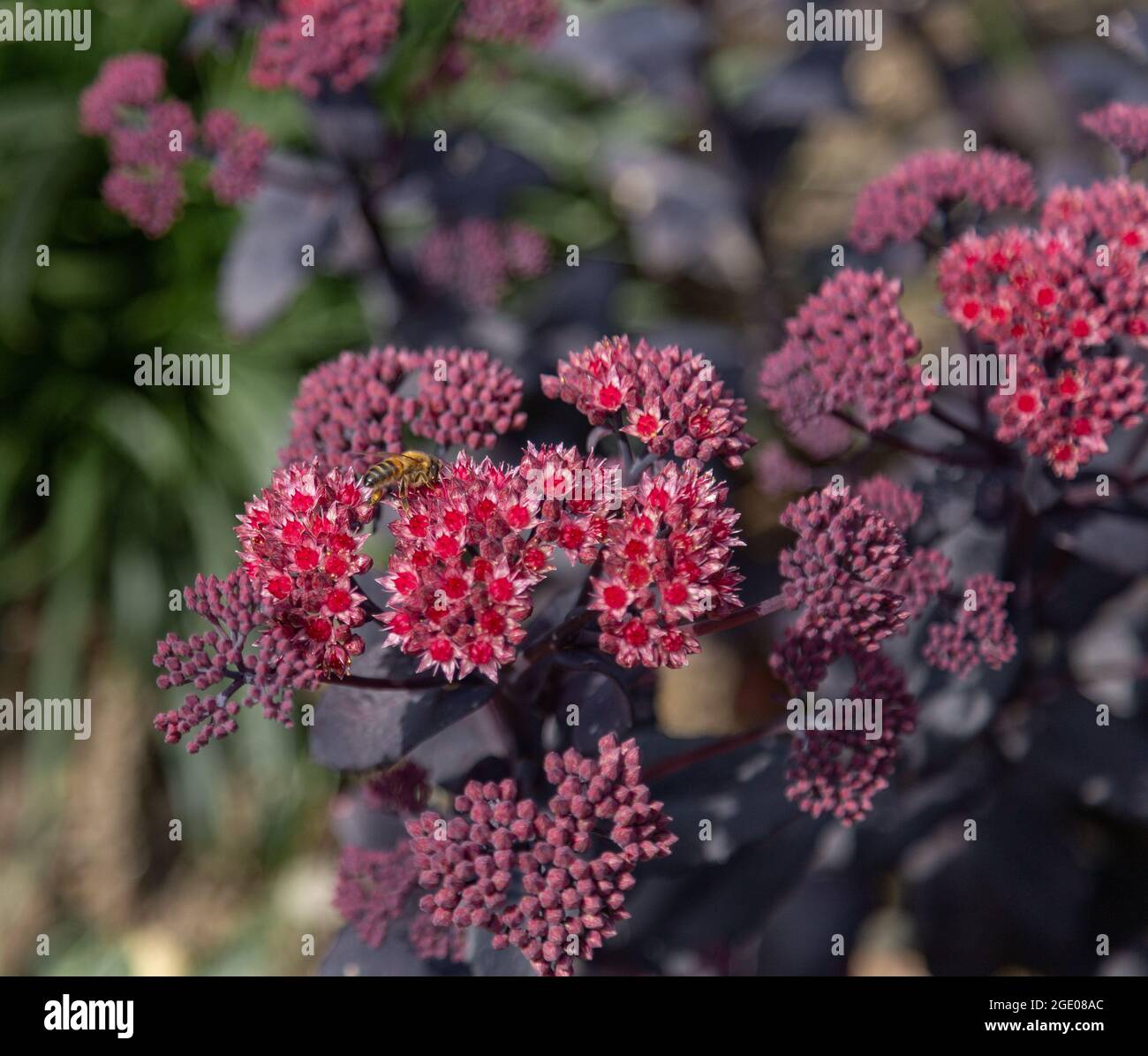 Stonecrops hi-res stock photography and images - Alamy