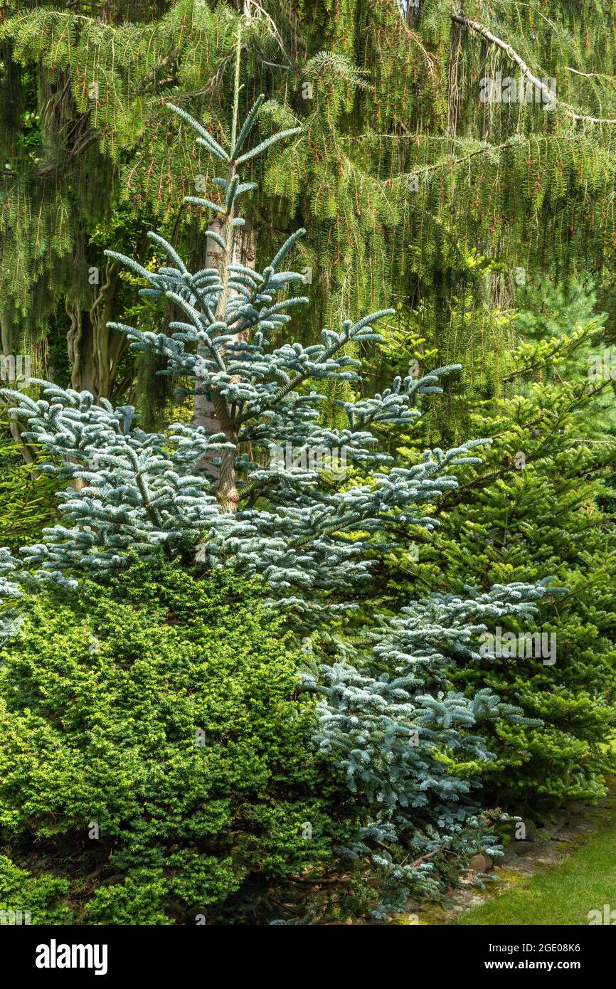 Hardy conifers hi-res stock photography and images - Alamy