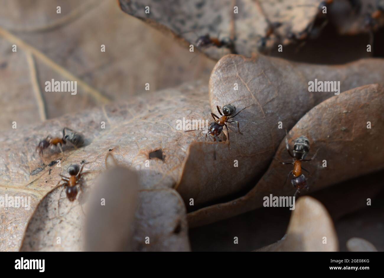 Caterpillar on forest floor hi-res stock photography and images - Alamy