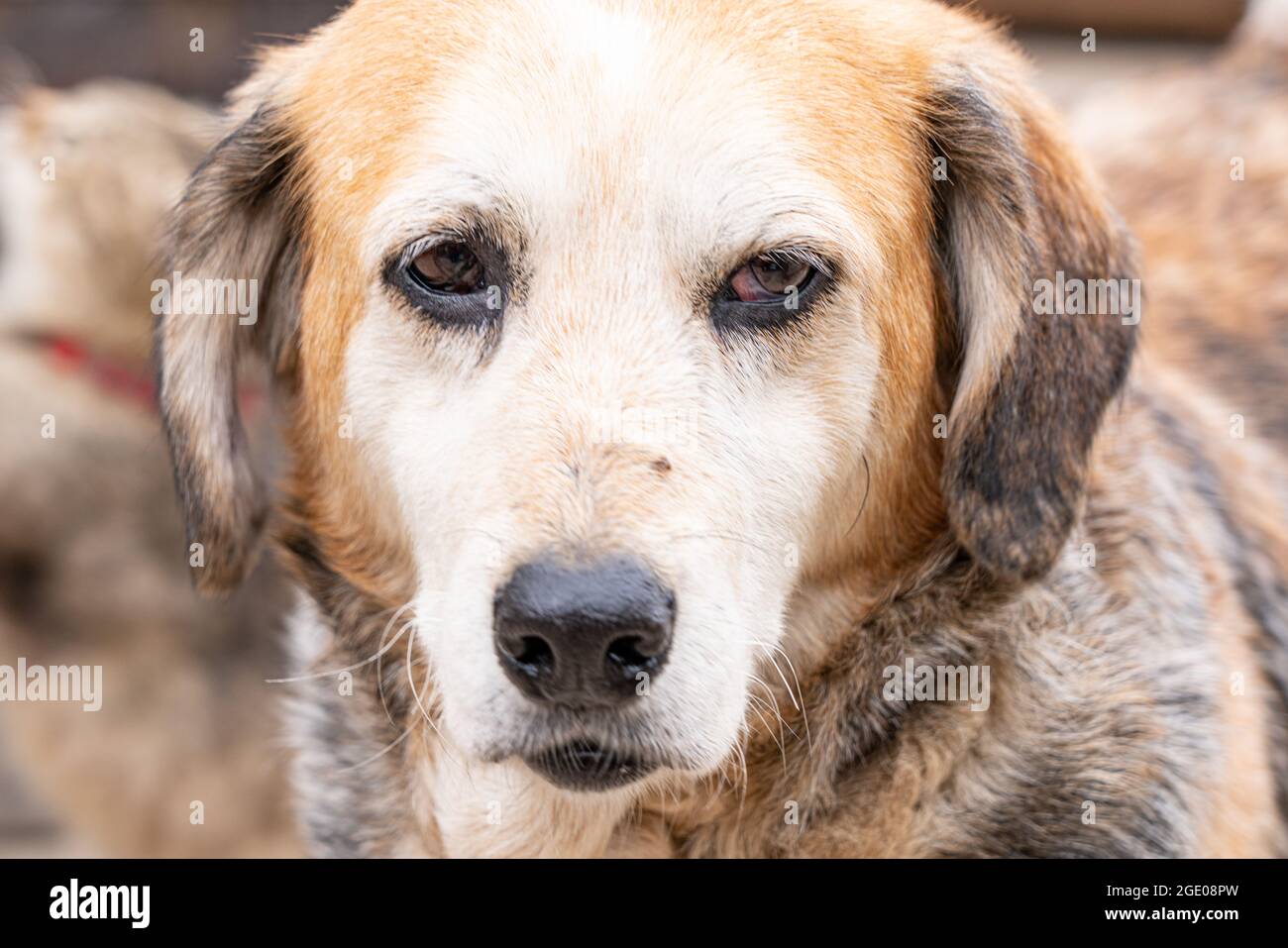 homeless dog at the shelter Stock Photo - Alamy