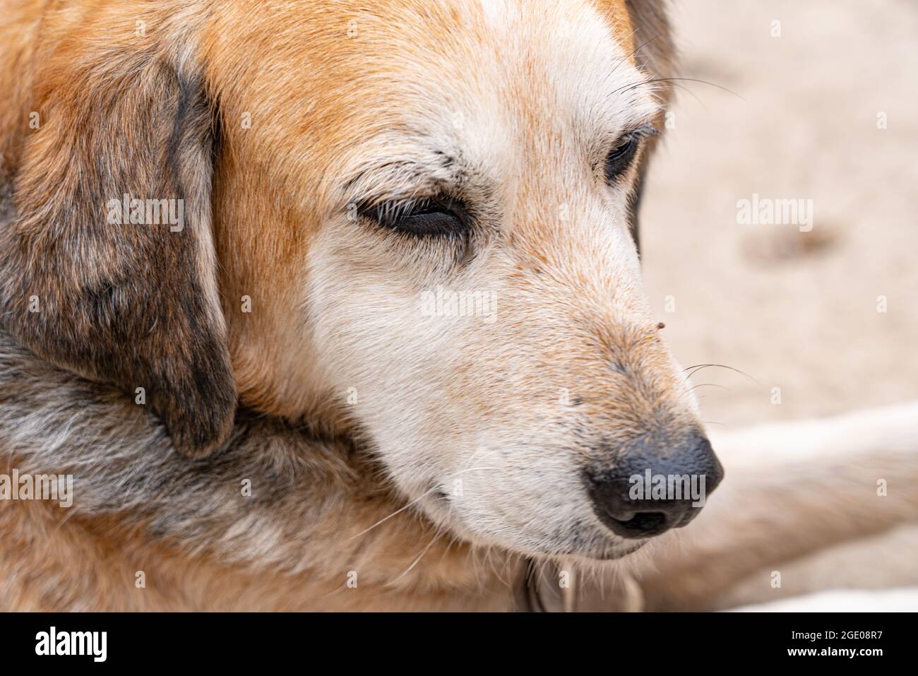 homeless dog at the shelter Stock Photo - Alamy