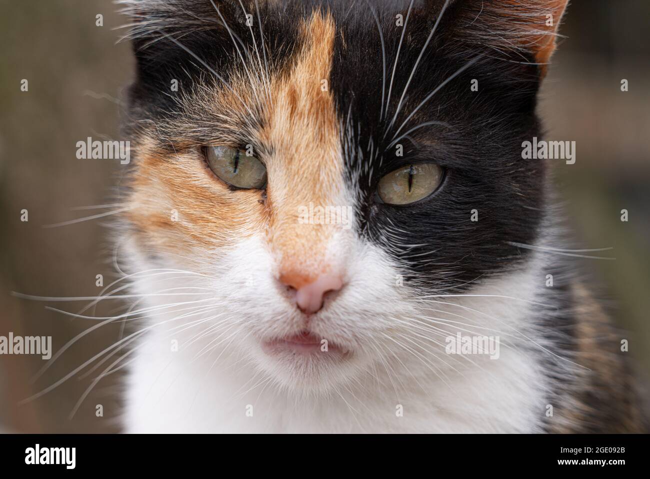 white black ginger cat, portrait of a cat Stock Photo - Alamy