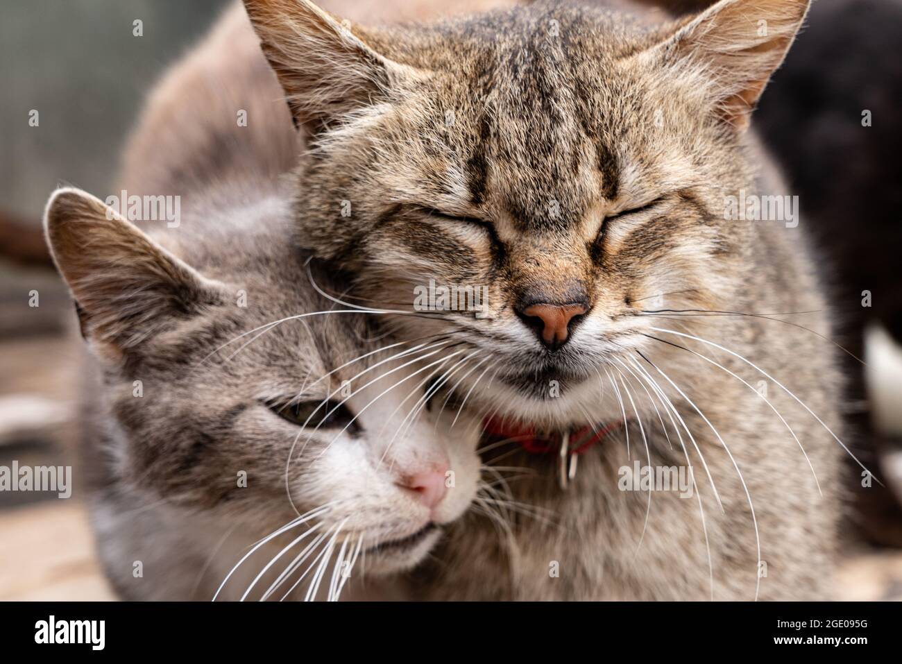 Love to cats hi-res stock photography and images - Alamy