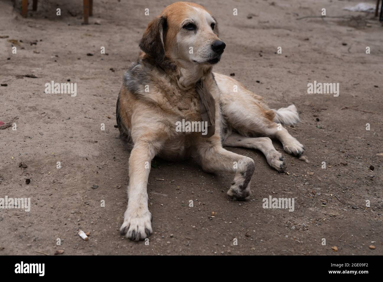 homeless dog at the shelter Stock Photo - Alamy