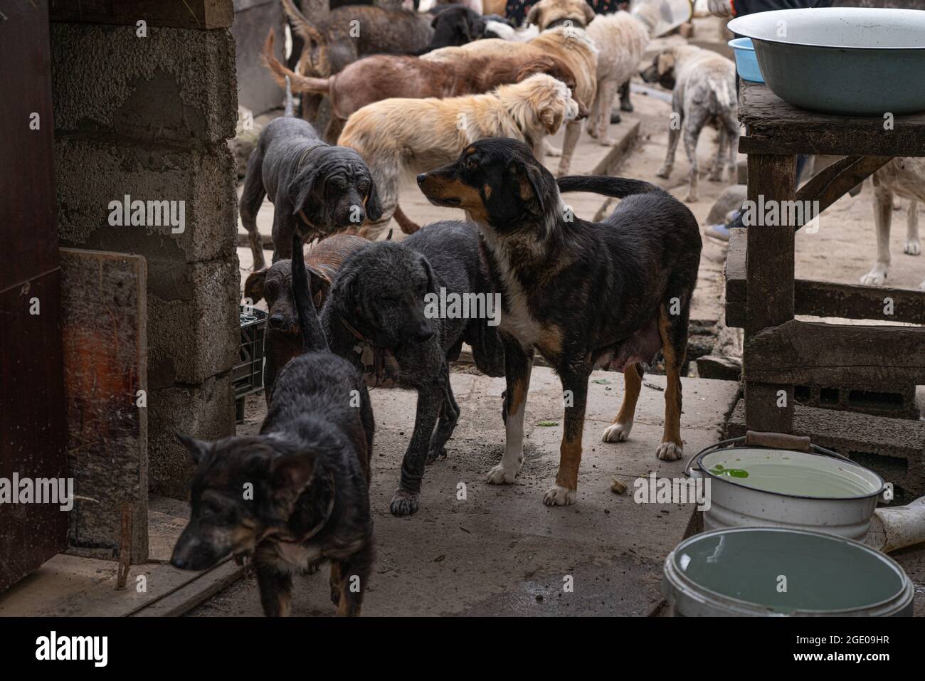 Shelter for homeless, lost and stray dogs Stock Photo - Alamy