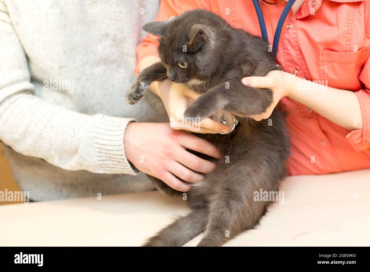 Doctor listens cat stethoscope hi-res stock photography and images - Alamy