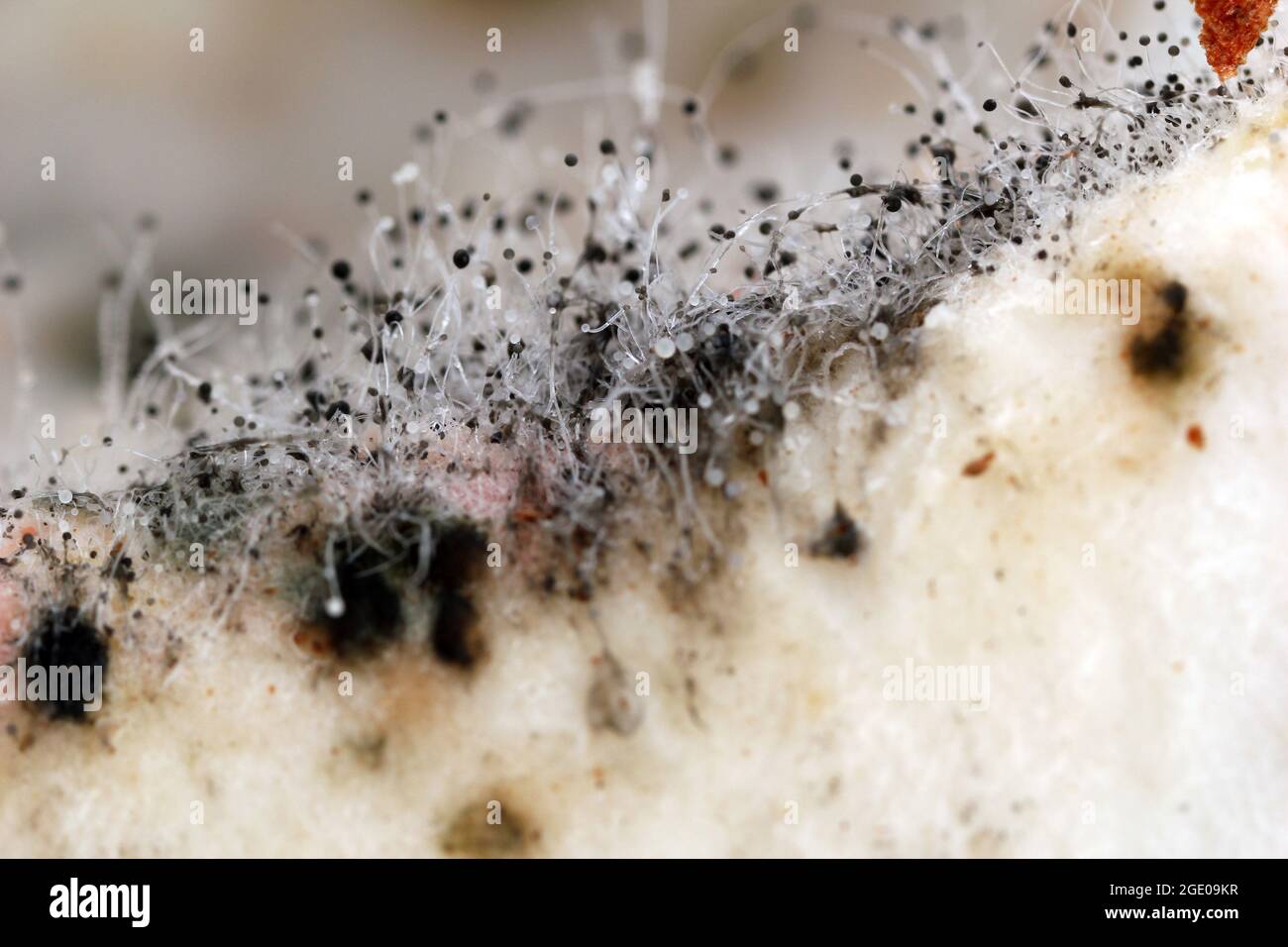 Mold, macro view Stock Photo - Alamy