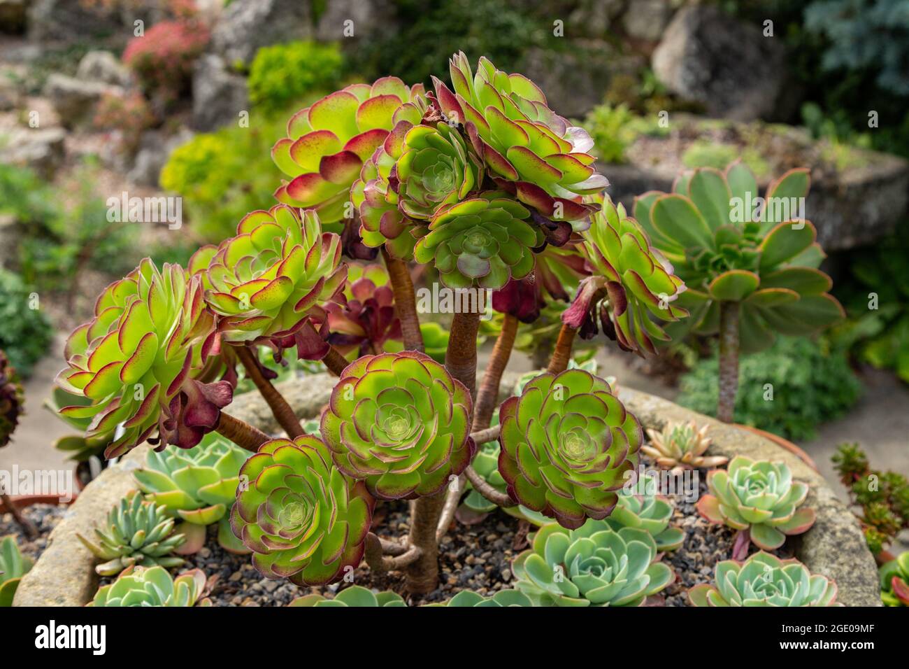 Echeveria succulent plants growing in a stone pot Stock Photo - Alamy