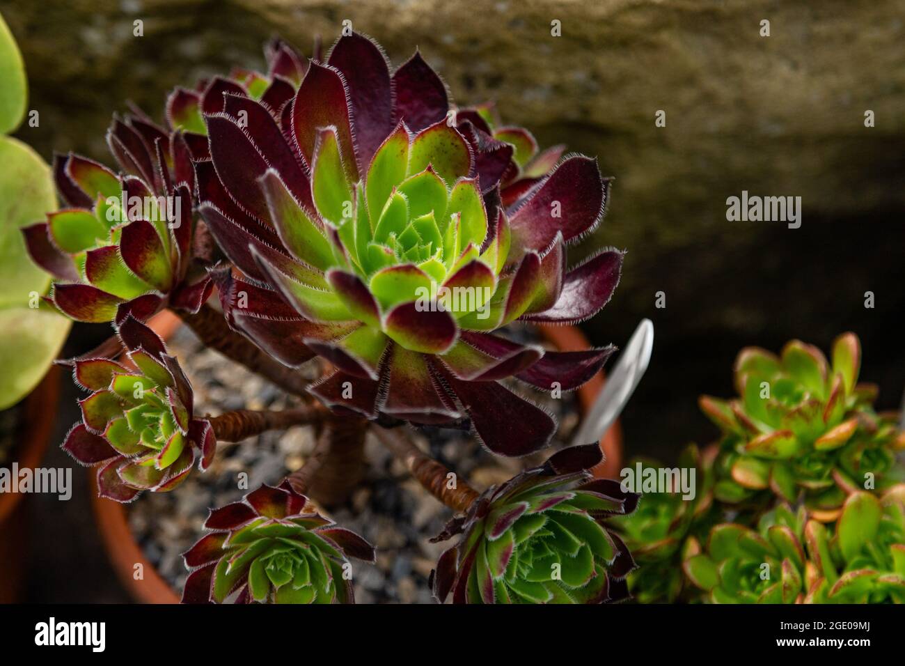 A red and green aeonium succulent plant in a clay plant pot. Also known ...