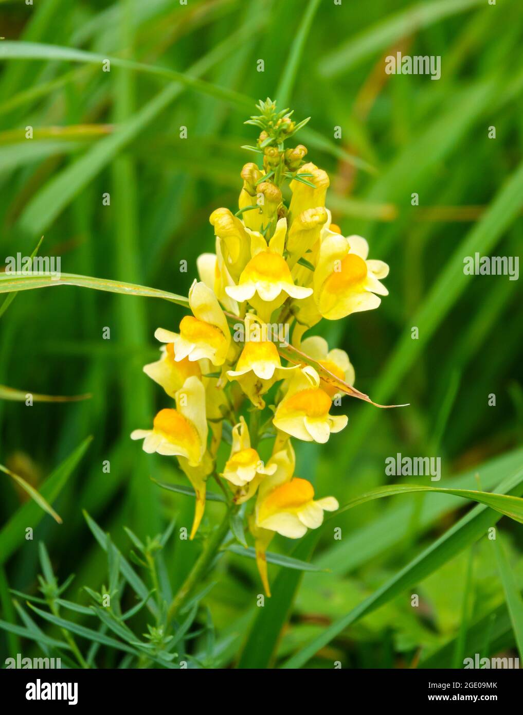 bright yellow toadflax (Linaria vulgaris, common toadflax or butter-and ...