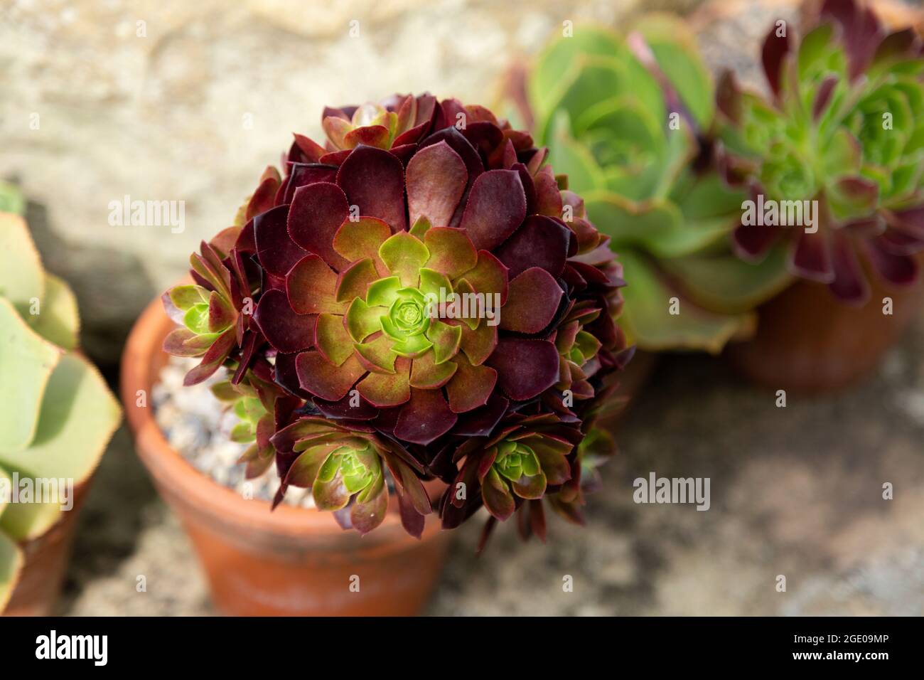 A red and green aeonium succulent plant in a clay plant pot Stock Photo ...