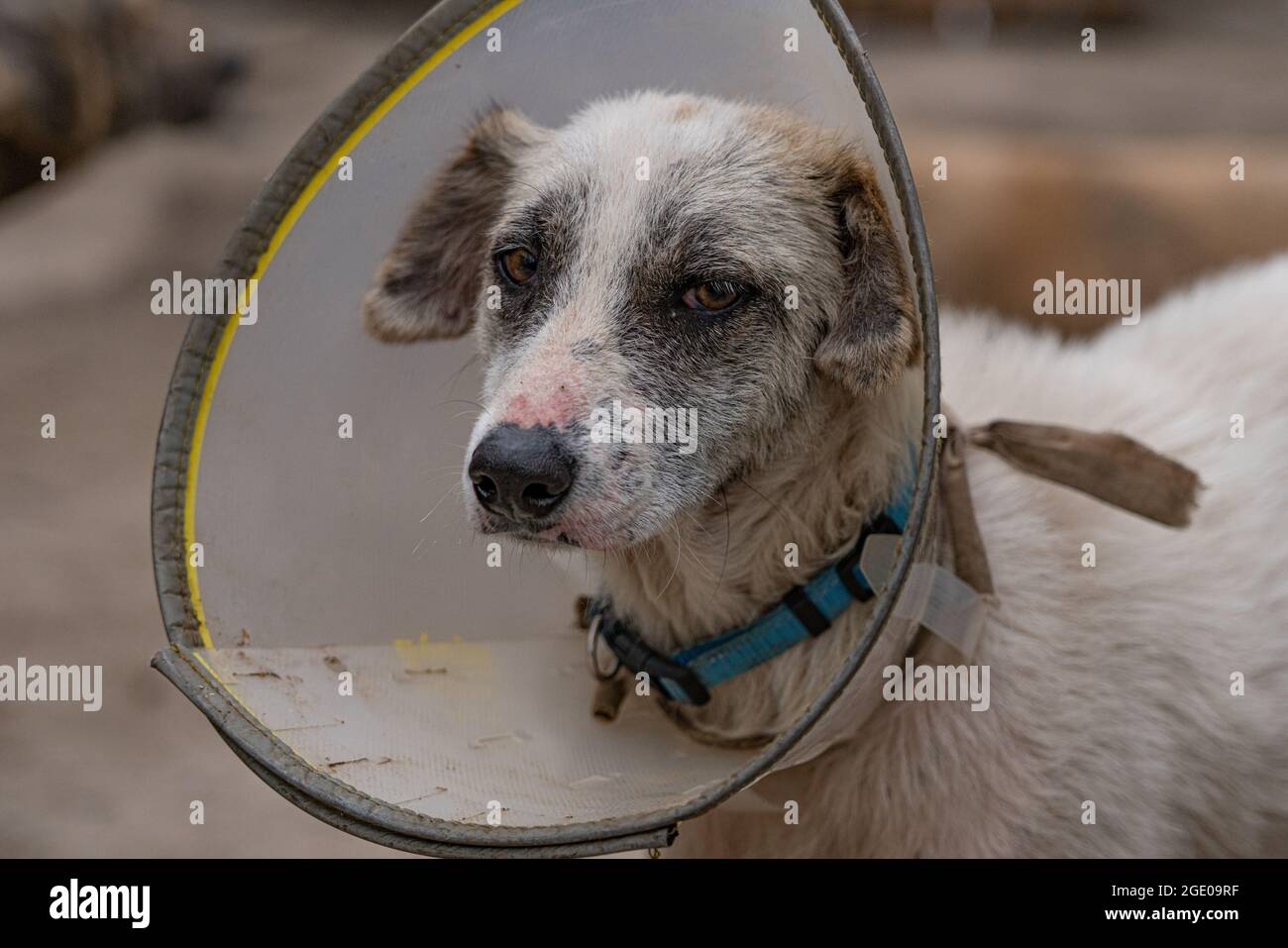 dog with a plastic collar around the neck Stock Photo - Alamy