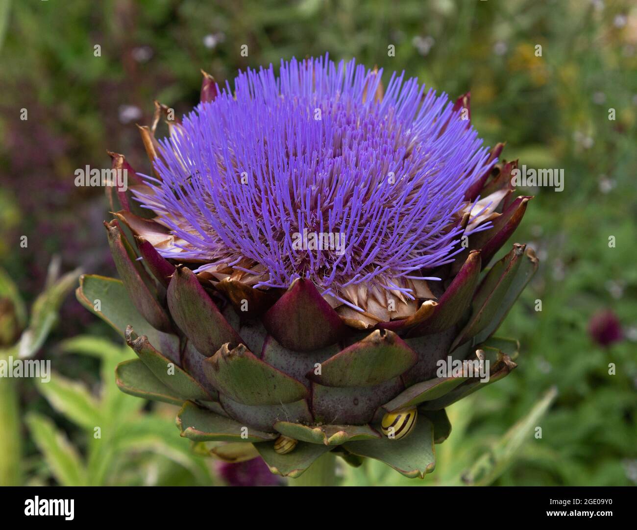 Plant with architectural centre point hi-res stock photography and ...