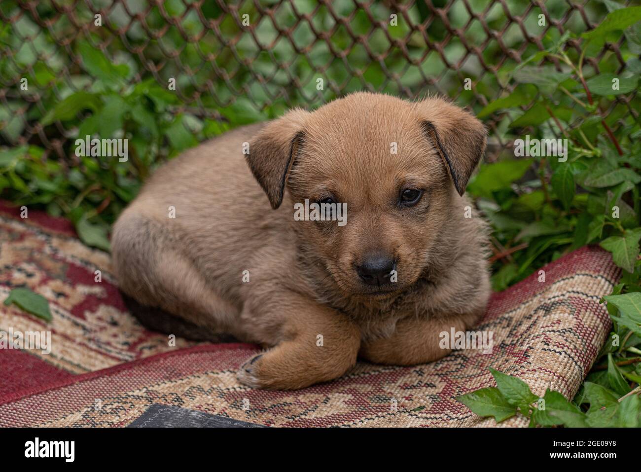 ginger puppy looking at the camera Stock Photo - Alamy