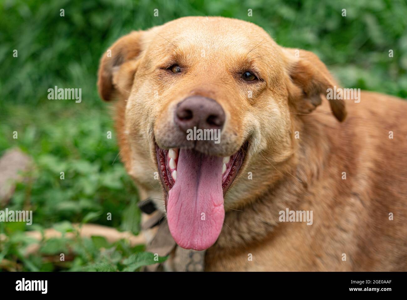 happy ginger dog with protruding tongue Stock Photo - Alamy