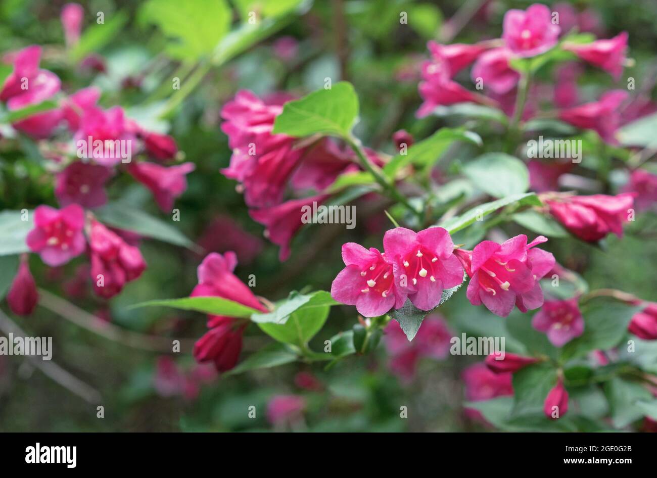 Flowering Weigela. Weigela Japonica low-growing shrub with red and pink ...