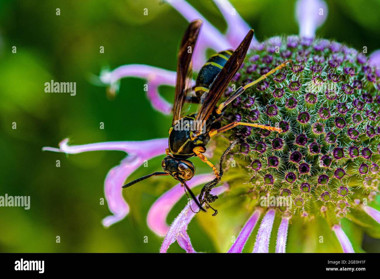 Wild caught insect hi-res stock photography and images - Alamy