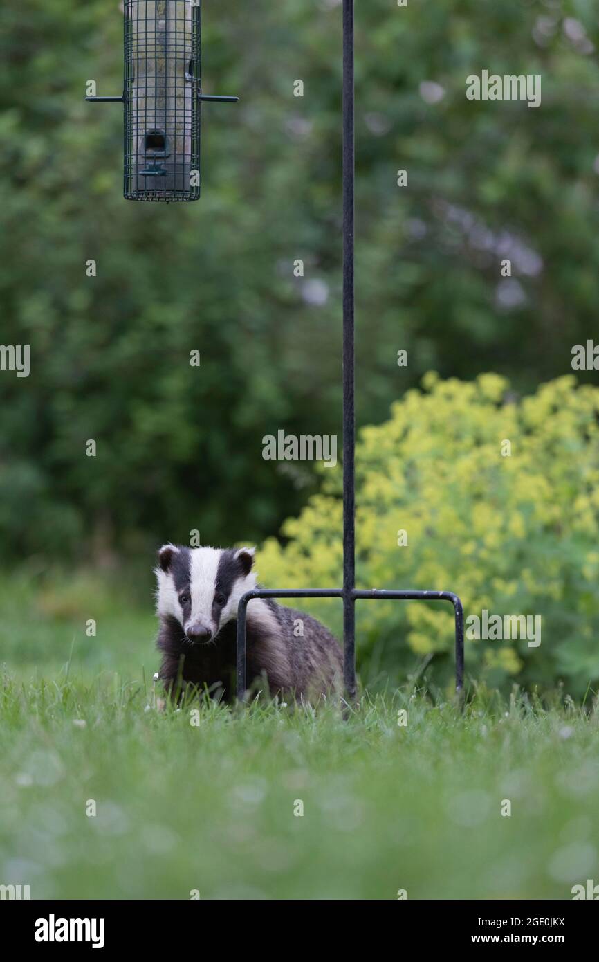 A European Badger (Meles Meles) Feeding on Seed Beneath a Garden ...