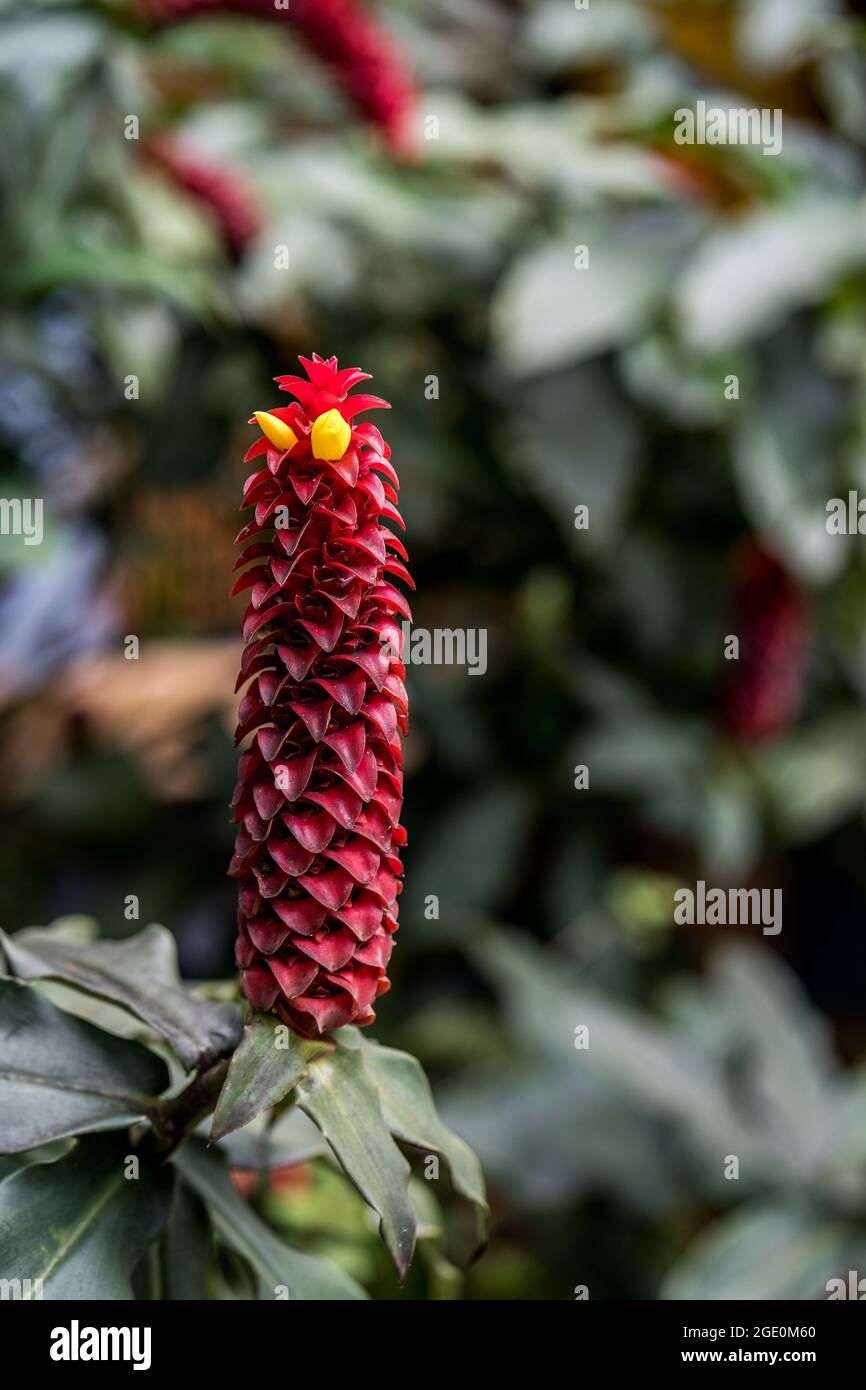 Costus plant tree hi-res stock photography and images - Alamy