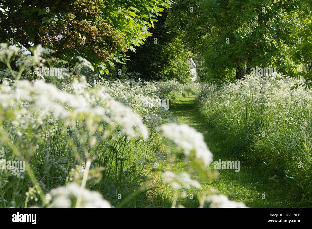 A Grassy Path, Lined with Trees, Through a Meadow of Cow Parsley ...