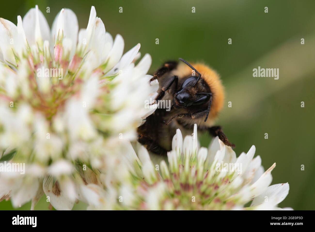 A Common Carder Bee (Bombus Pascuorum) Foraging on a White Clover ...