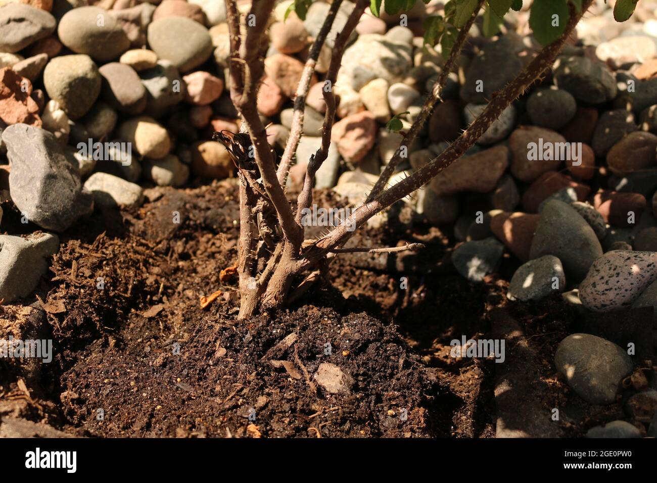Wild rose bush hi-res stock photography and images - Alamy