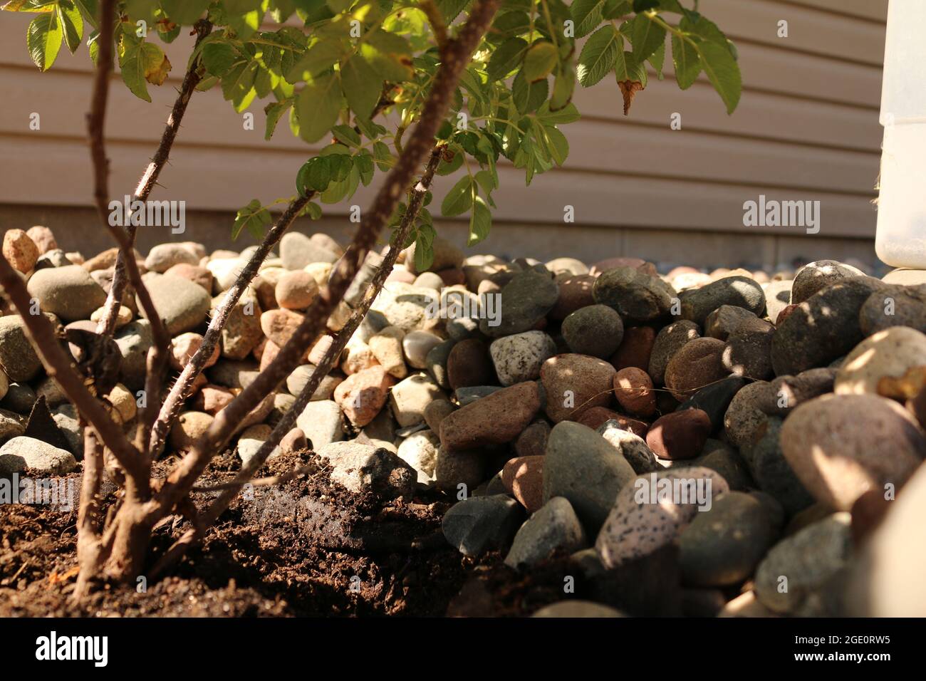 Wild rose bush hi-res stock photography and images - Alamy