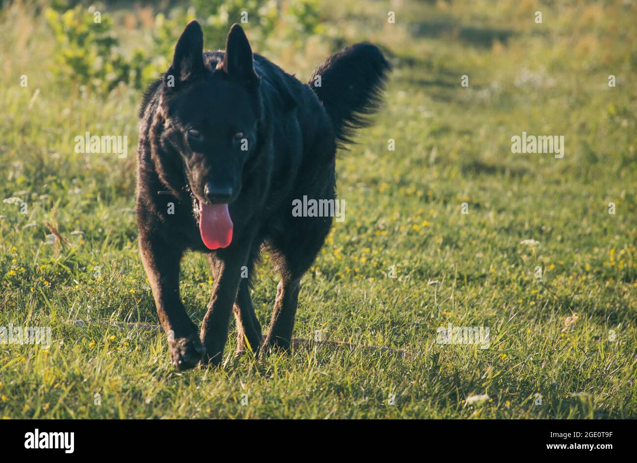 Scary black dog hi-res stock photography and images - Alamy