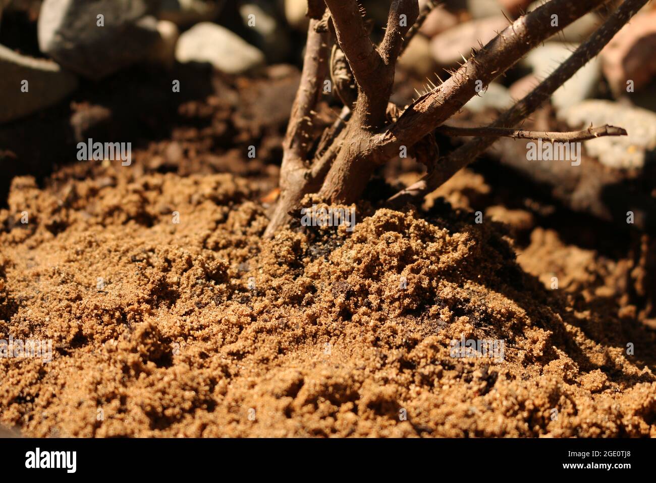 Planting a wild rose bush Stock Photo - Alamy