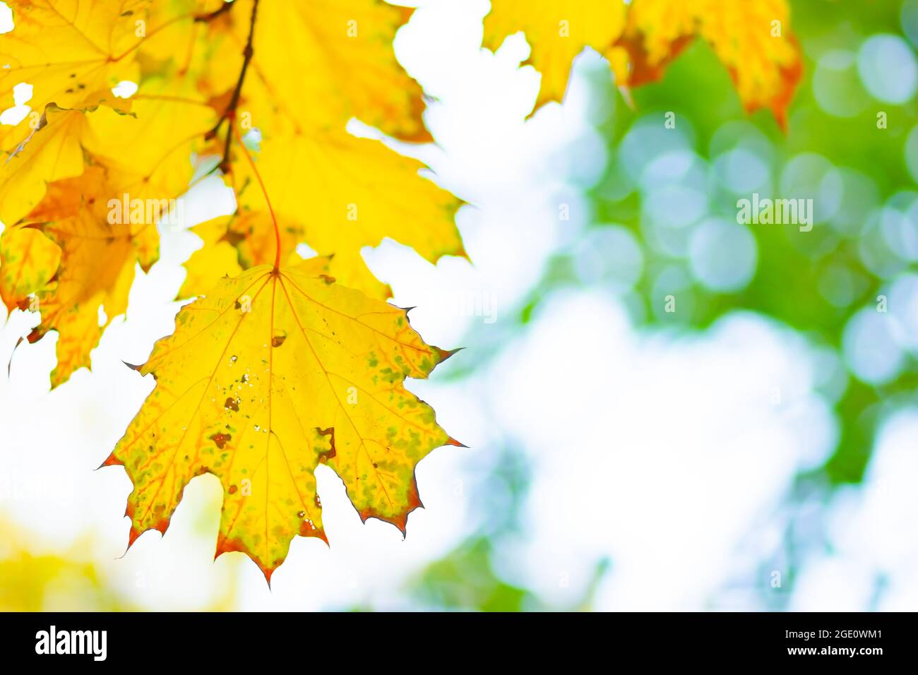 Bright yellow maple leaves. Fall season outdoor background. Colorful ...