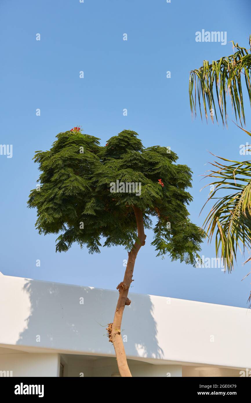 Acacia tree in egypt at the beach resort. Acacia in the tropics against ...