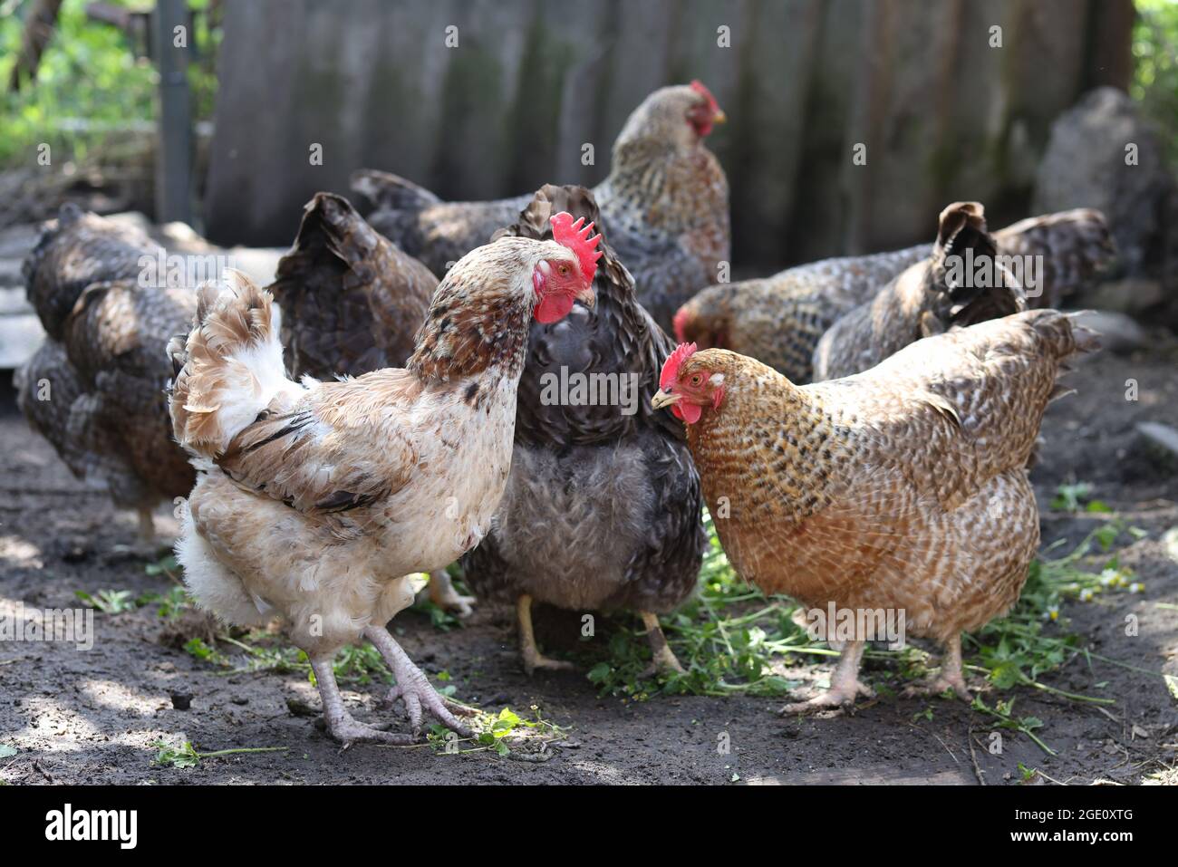 Chickens with colorful plumage hi-res stock photography and images - Alamy