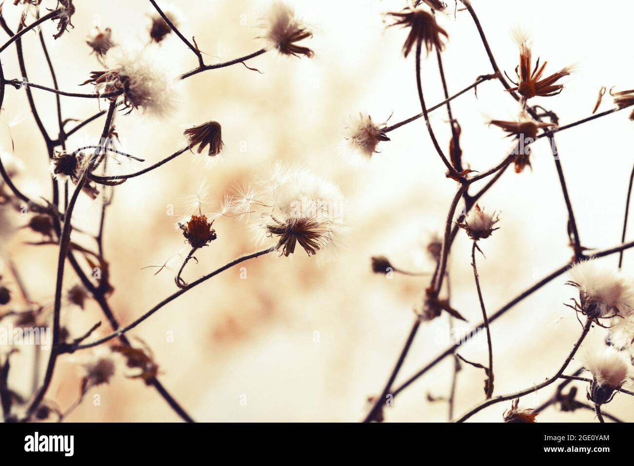 Dried flowers background Stock Photo - Alamy