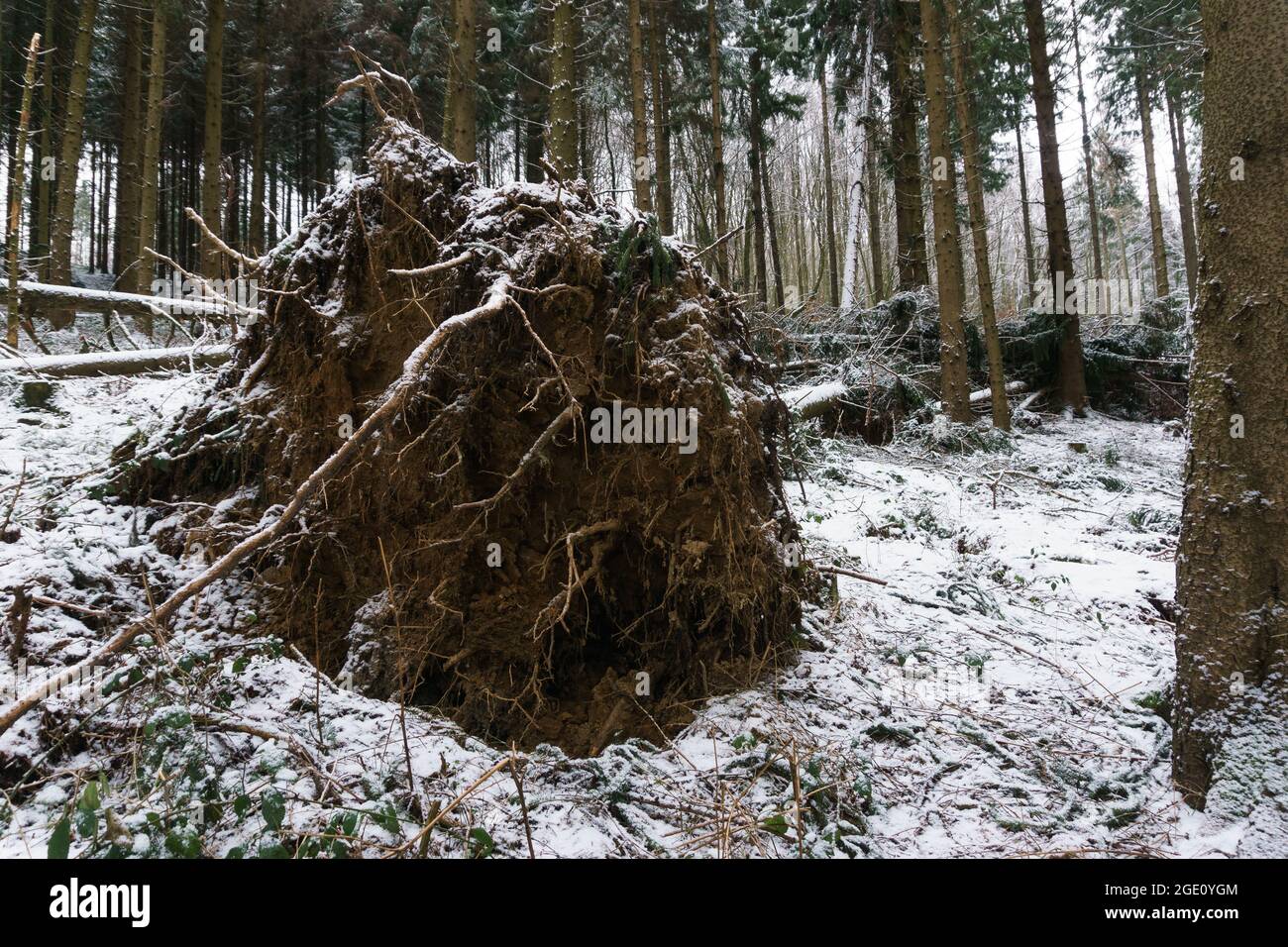 Tree root fallen pine tree hi-res stock photography and images - Alamy